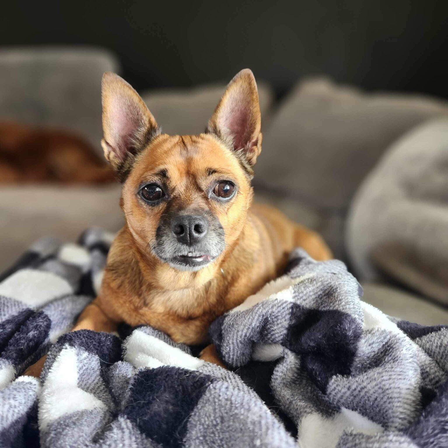 Happy Tails Dogs – Our Farm Sanctuary