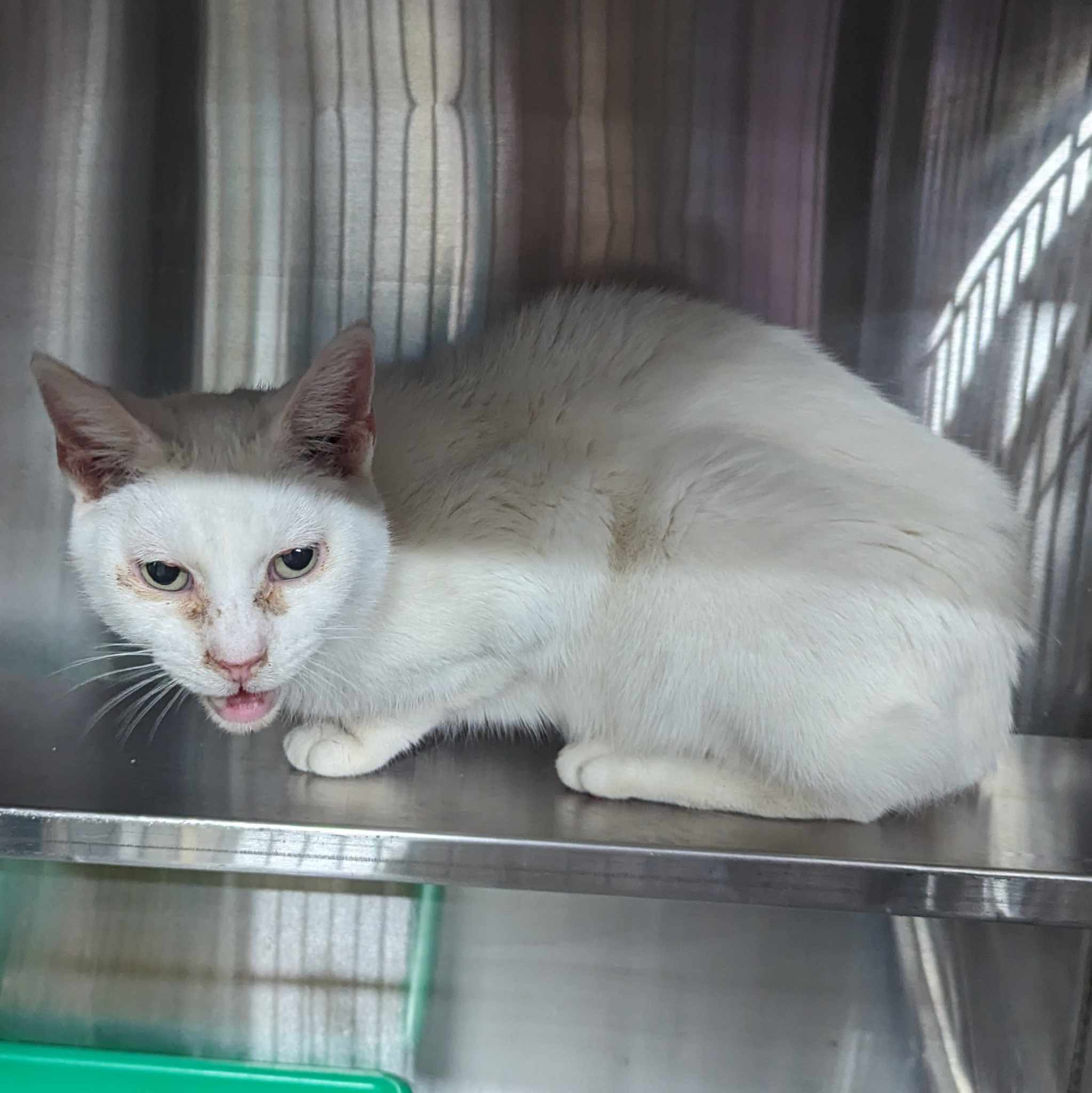 Available Cats – Our Farm Sanctuary