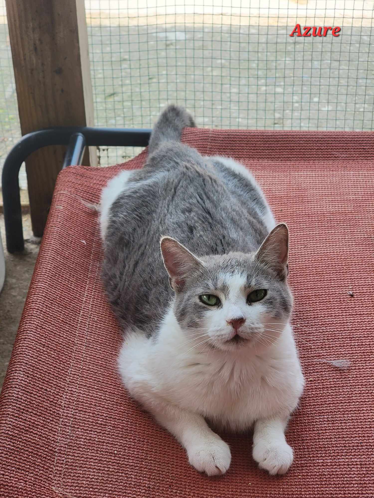 Azure – Our Farm Sanctuary