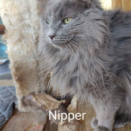 Nipper – Our Farm Sanctuary