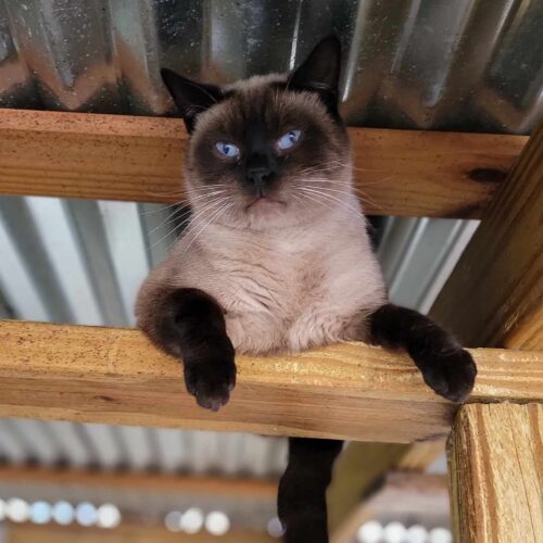 Periwinkle – Our Farm Sanctuary