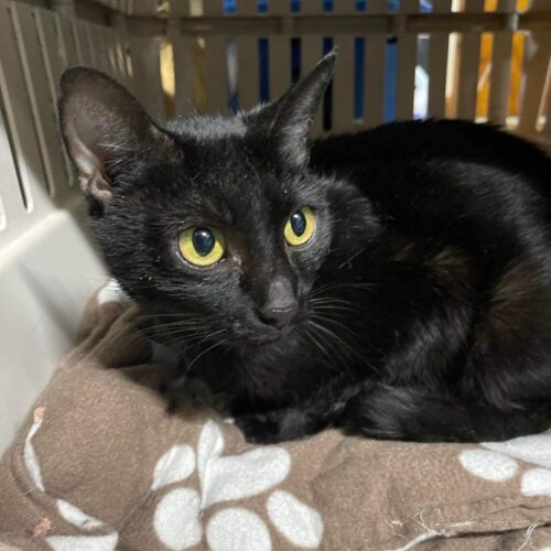 Rexie – Our Farm Sanctuary