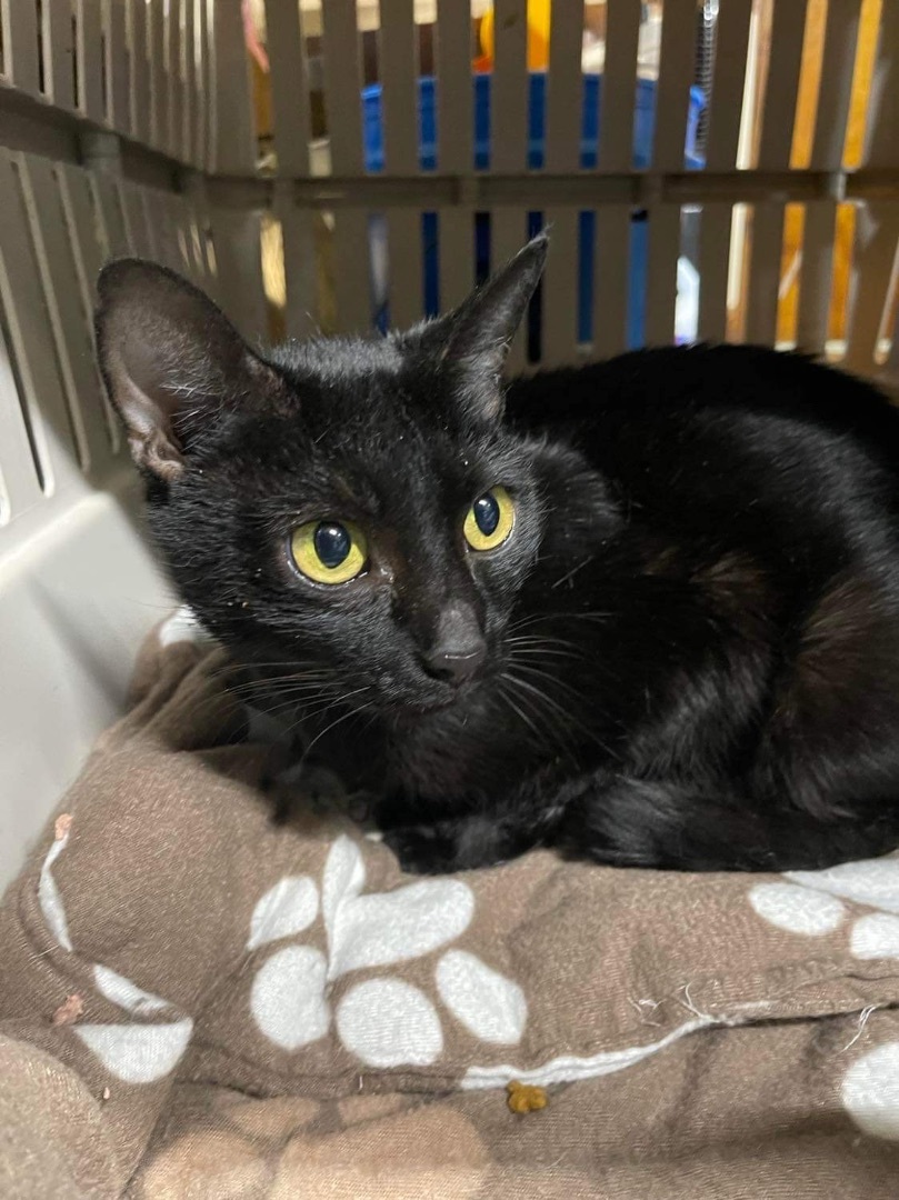 Rexie – Our Farm Sanctuary