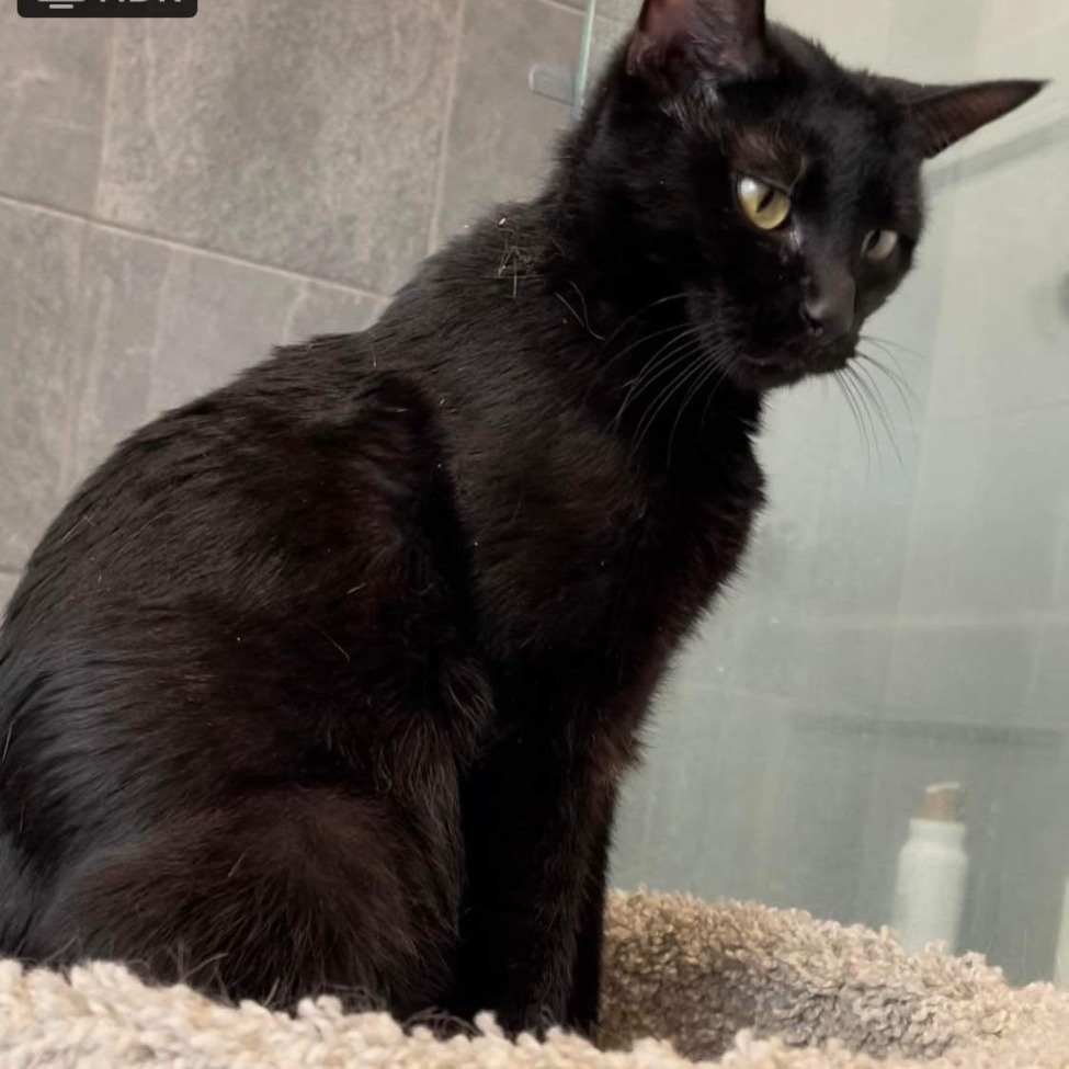 Rexie – Our Farm Sanctuary