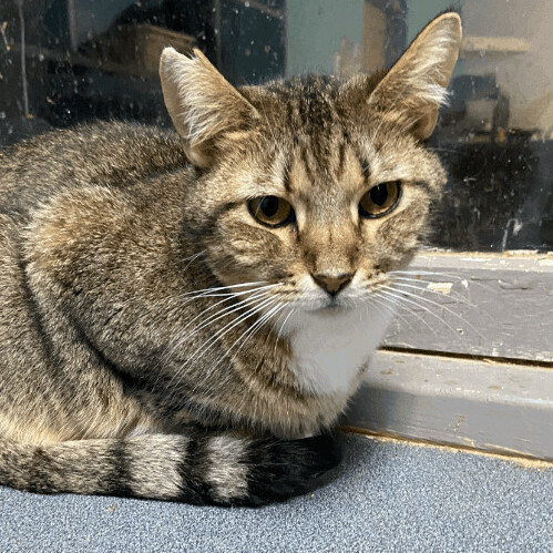 Shy Gal – Our Farm Sanctuary