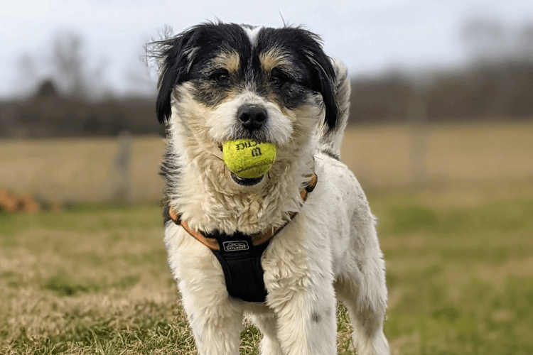 Our Farm Sanctuary – Where Hope Lands