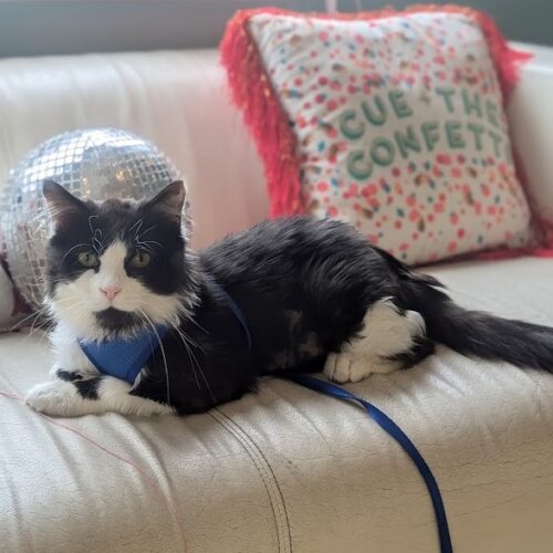 Scrubs – Our Farm Sanctuary