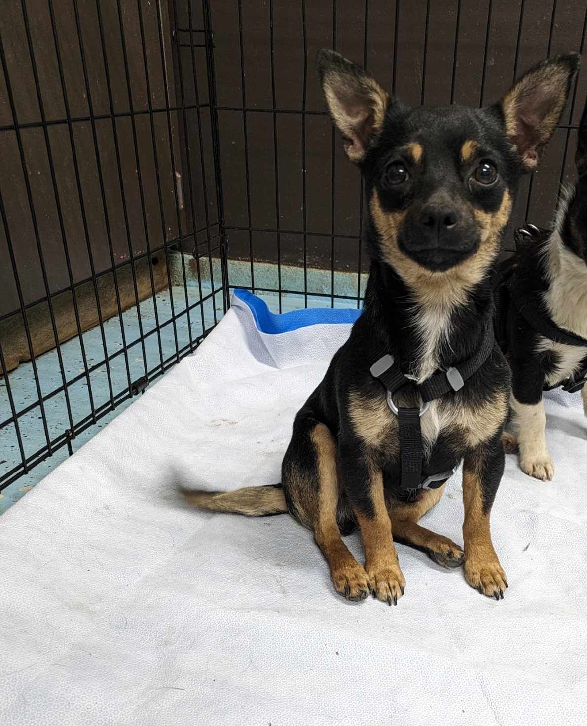 Xavier – Our Farm Sanctuary