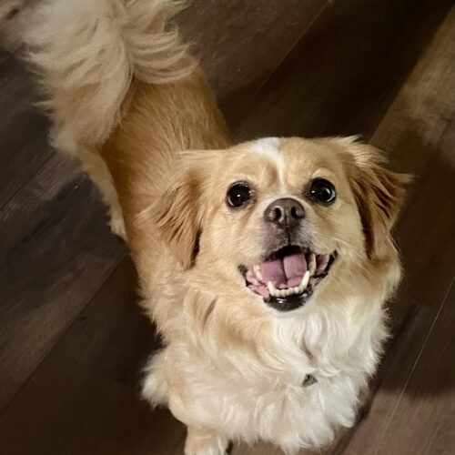 Brooklyn – Our Farm Sanctuary